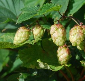 Blue Ridge Aromatics – Handcrafted Essential Oils | Locally grown and ...