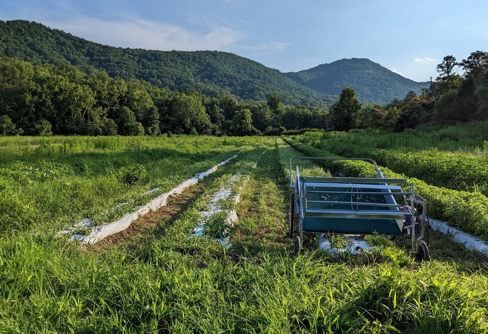 Tulsi (Holy Basil) Essential Oil | Blue Ridge Aromatics – Handcrafted ...