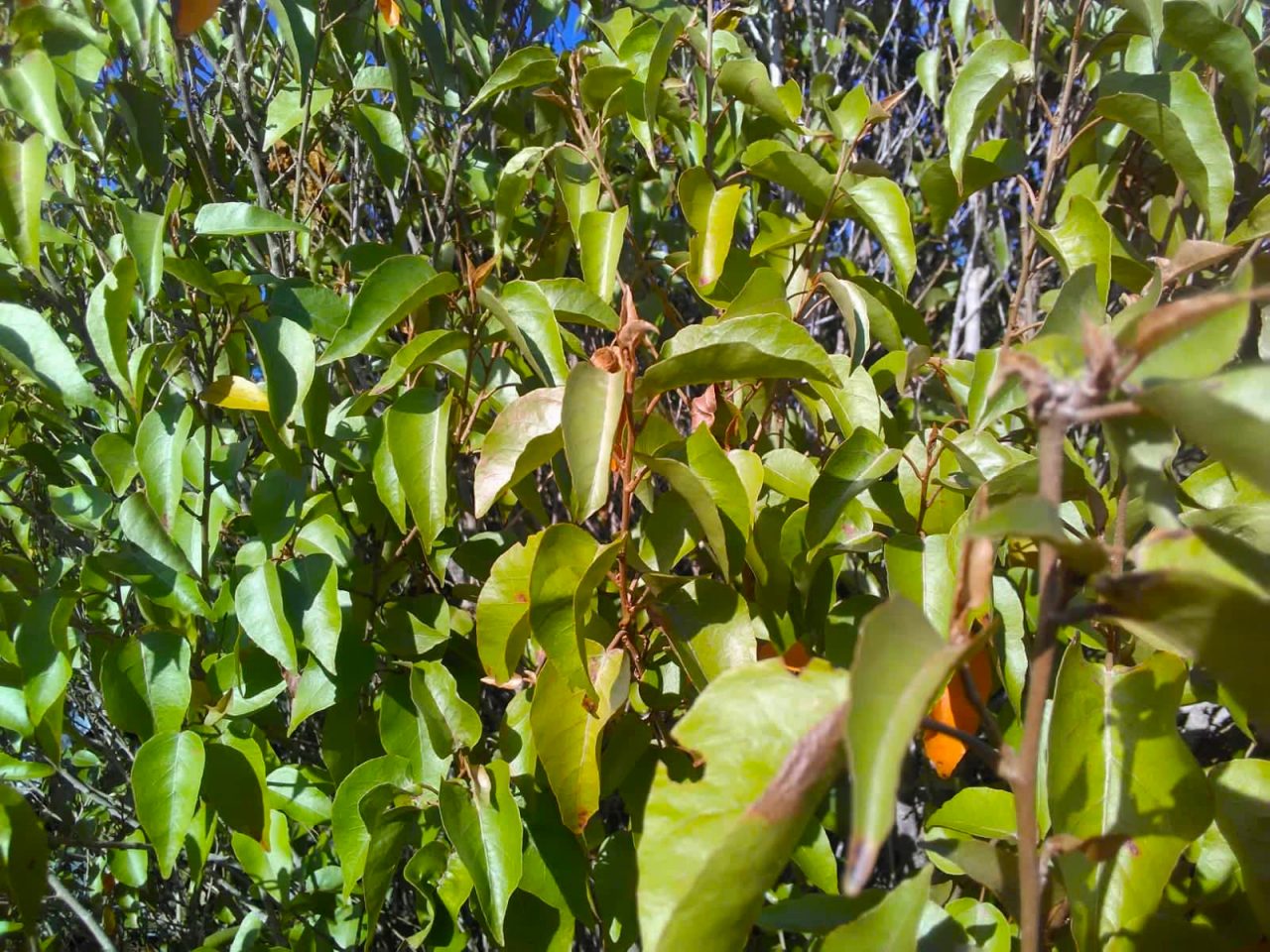 Cascarilla Bark Essential Oil | Blue Ridge Aromatics – Handcrafted ...