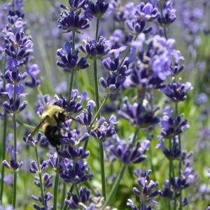 Shop our Essential Oils | Blue Ridge Aromatics – Handcrafted Essential ...